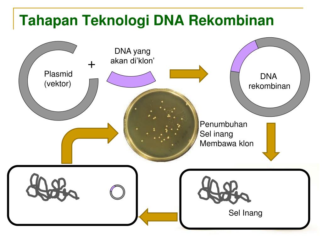 PPT - TEKNOLOGI DNA REKOMBINAN PowerPoint Presentation, free download ...