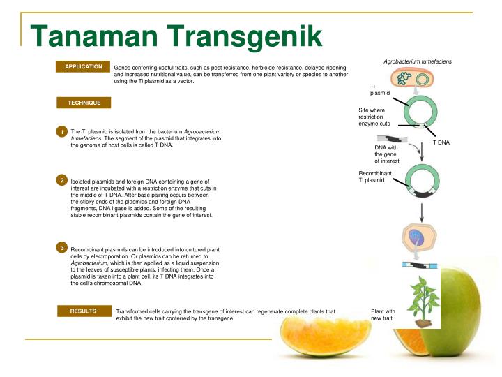 PPT - TEKNOLOGI DNA REKOMBINAN PowerPoint Presentation - ID:1603497