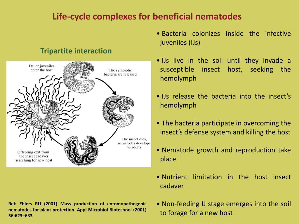 PPT - In-vitro mass production of the beneficial nematode ...