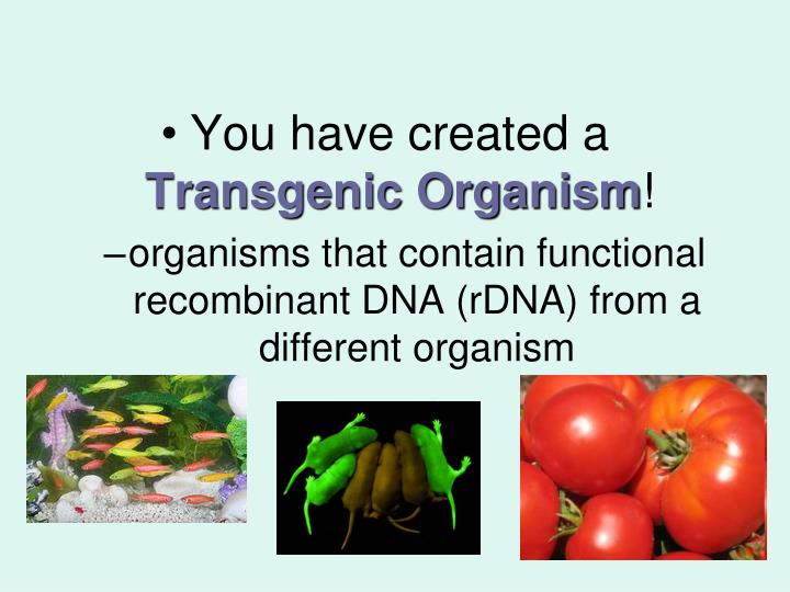 PPT - Biotechnology PowerPoint Presentation - ID:1604474