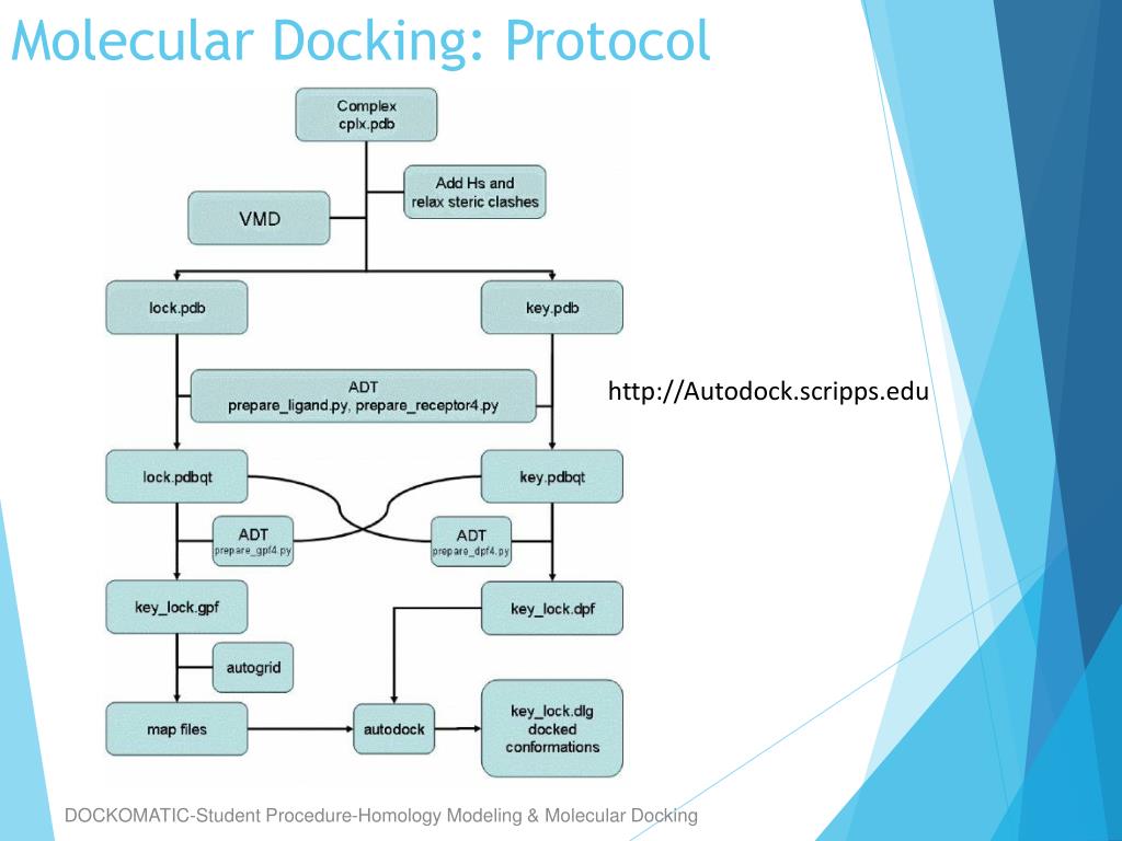 PPT - DockoMatic : Automated Tool for Homology Modeling and Docking ... PPT - DockoMatic : Automated Tool for Homology Modeling and Docking ...