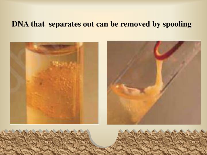 PPT - BIOTECHNOLOGY: PRINCIPLES, PROCESSES AND APPLICATIONS PowerPoint ...