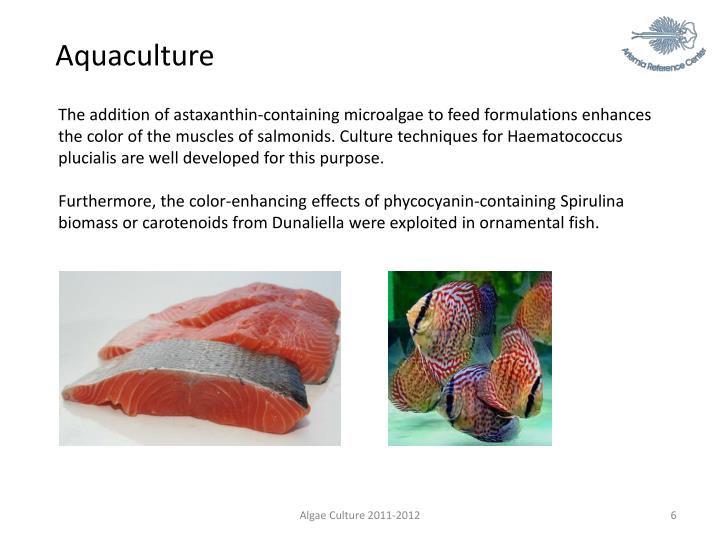 PPT - Chapter 5: Microalgal biotechnology. Applications of cultured ...