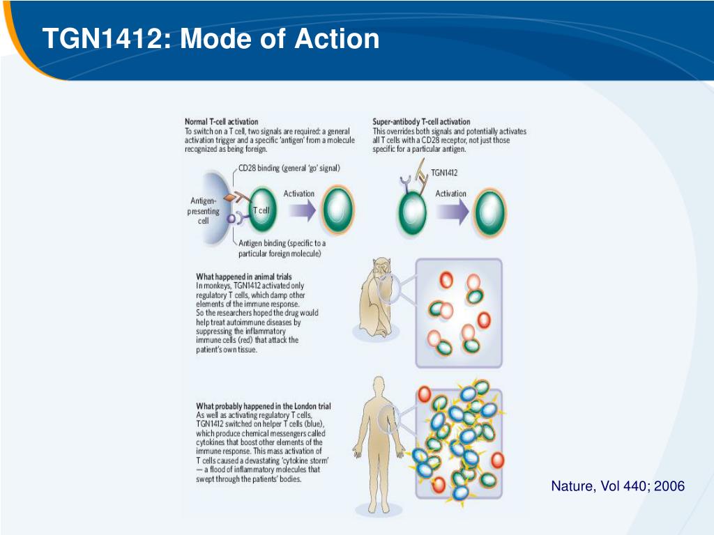 PPT - Biopharmaceutical Pre-clinical Safety Evaluation – What’s the ...