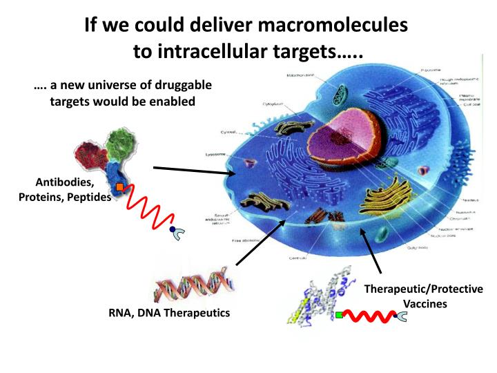 PPT - Center for Intracellular Delivery of Biologics PowerPoint ...