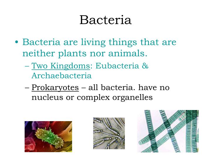 PPT - Characteristics of Living Things PowerPoint Presentation - ID:1604744