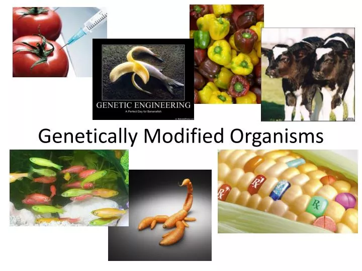 PPT - Genetically Modified Organisms PowerPoint Presentation, free ... PPT - Genetically Modified Organisms PowerPoint Presentation, free ...