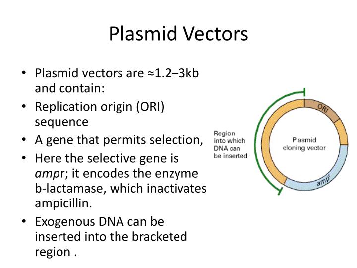PPT - Recombinant DNA Technology & Cloning PowerPoint Presentation - ID ...