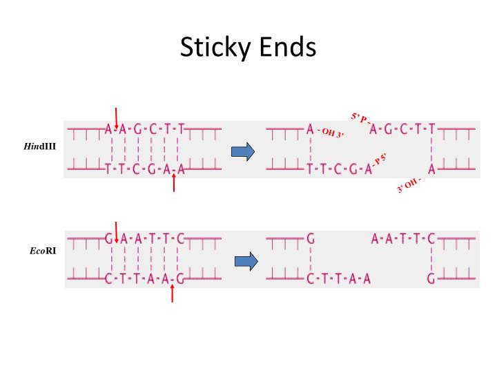 PPT - Recombinant DNA Technology & Cloning PowerPoint Presentation - ID ...