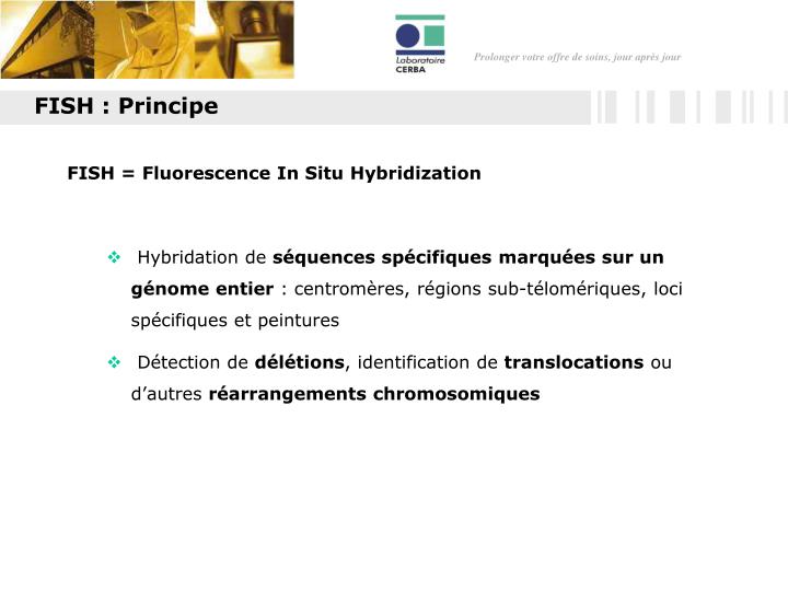 PPT - TECHNIQUES DE CYTOGENETIQUE MOLECULAIRE : DE LA FISH AUX PUCES A ...