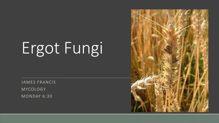PPT - Ergot Fungi PowerPoint Presentation, free download - ID:1605110