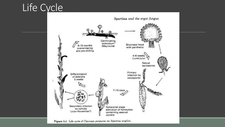 PPT - Ergot Fungi PowerPoint Presentation - ID:1605110