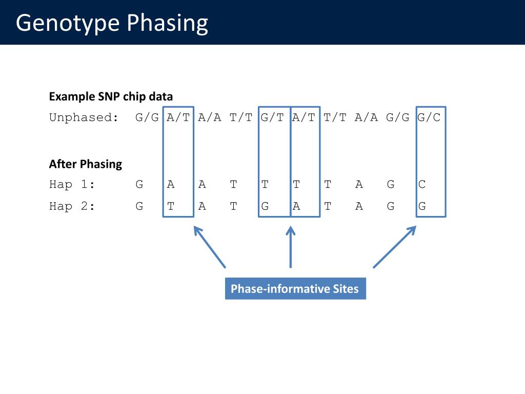 PPT - Genotype Phasing and Imputation in 1x Sequencing Data PowerPoint ... PPT - Genotype Phasing and Imputation in 1x Sequencing Data PowerPoint ...