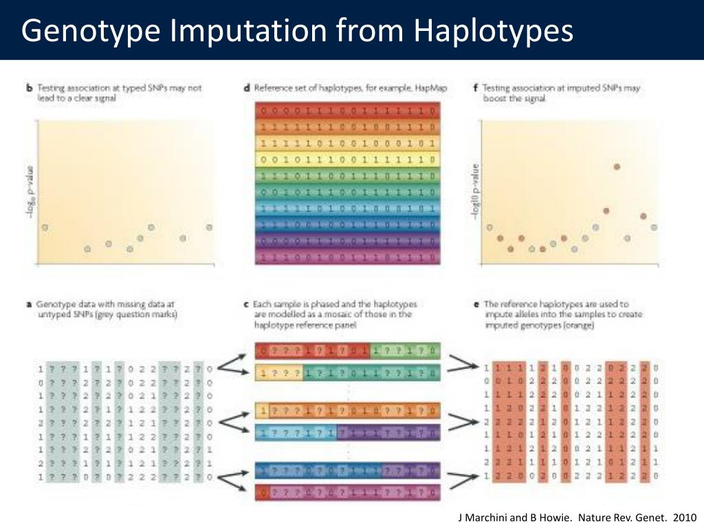 PPT - Genotype Phasing and Imputation in 1x Sequencing Data PowerPoint ... PPT - Genotype Phasing and Imputation in 1x Sequencing Data PowerPoint ...