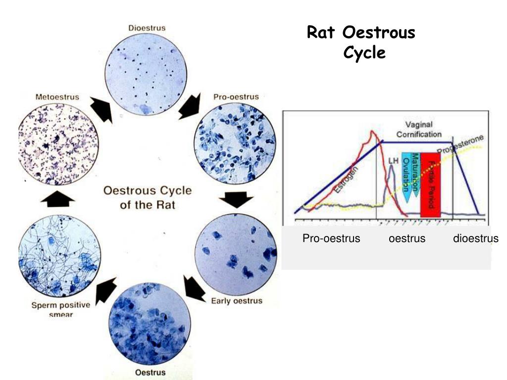 PPT - Non-Clinical Safety Assessment of New Drugs – Reproductive ...