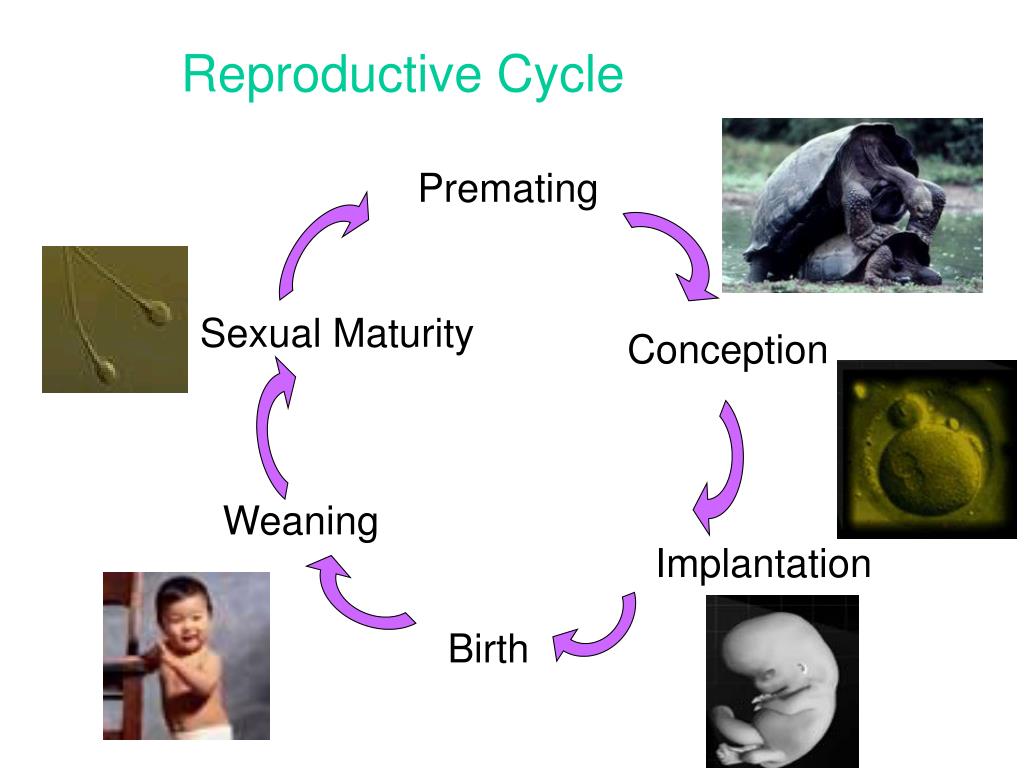 PPT - Non-Clinical Safety Assessment of New Drugs – Reproductive ...