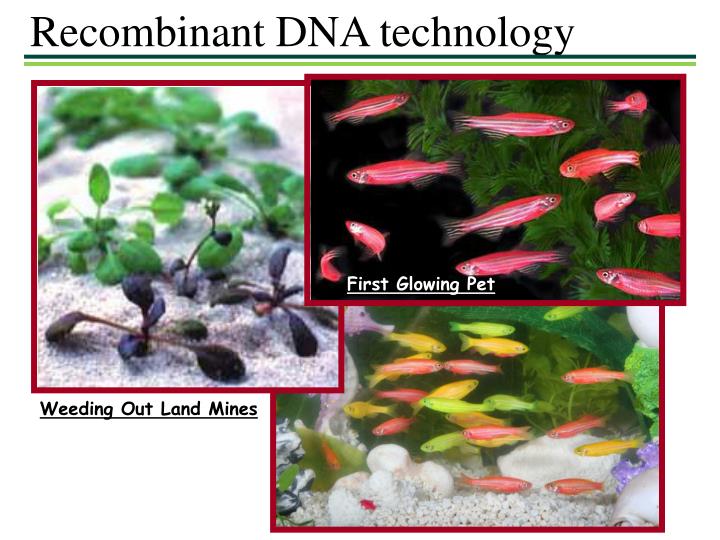 PPT - Recombinant DNA technology PowerPoint Presentation - ID:1605369
