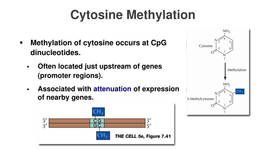PPT - The Emerging Role of Epigenetics in Human Diseases PowerPoint ...