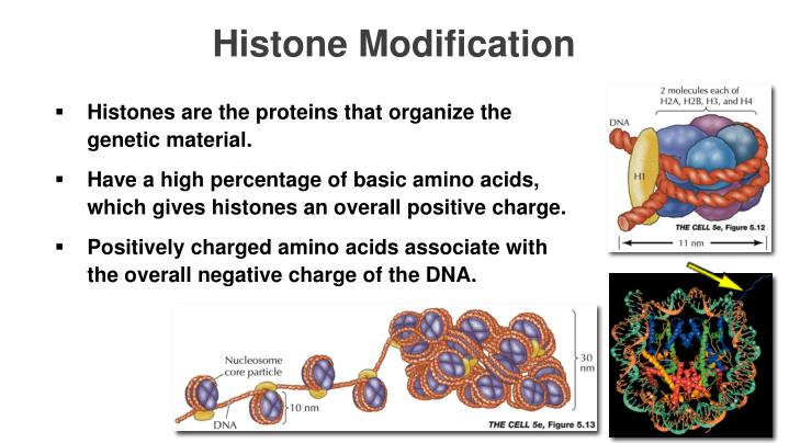 PPT - The Emerging Role of Epigenetics in Human Diseases PowerPoint ...