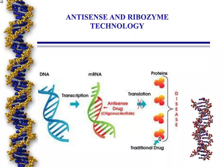 PPT - ANTISENSE AND RIBOZYME TECHNOLOGY PowerPoint Presentation, free ...