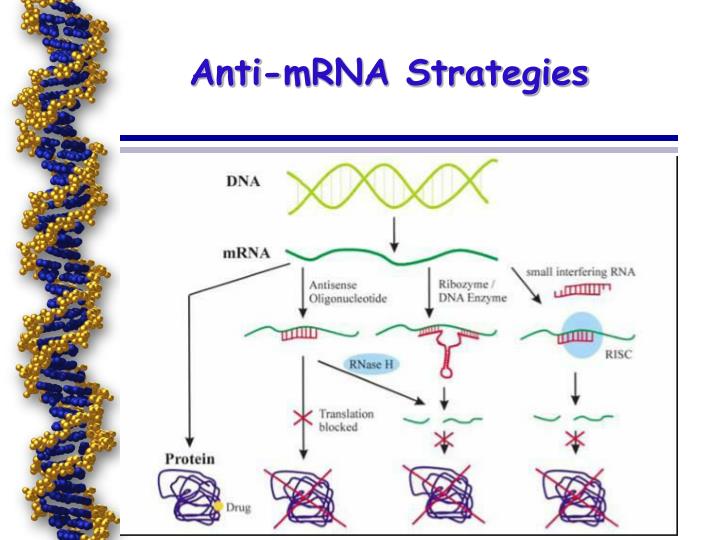 PPT - ANTISENSE AND RIBOZYME TECHNOLOGY PowerPoint Presentation - ID ...