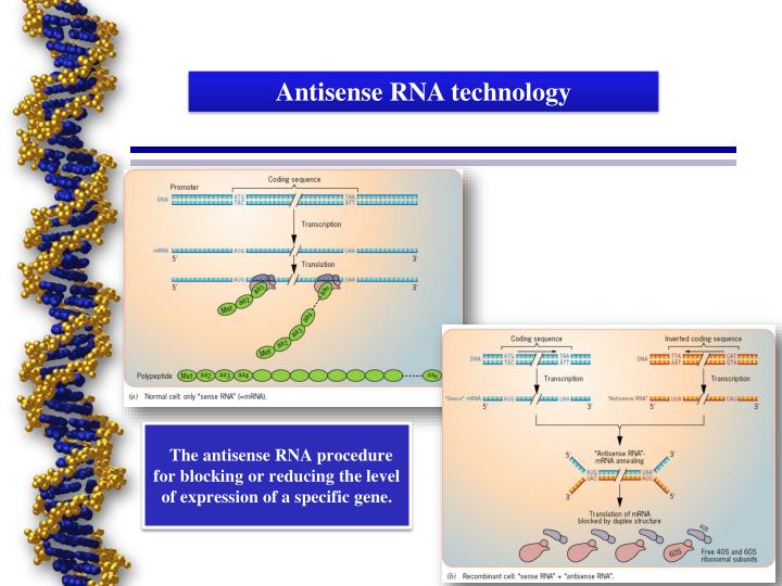 PPT - ANTISENSE AND RIBOZYME TECHNOLOGY PowerPoint Presentation - ID ...