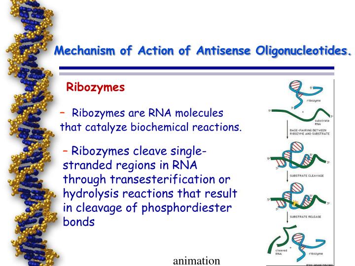 PPT - ANTISENSE AND RIBOZYME TECHNOLOGY PowerPoint Presentation - ID ...