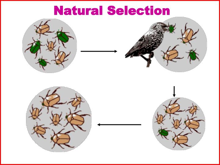 PPT - Darwin’s Theory of Evolution PowerPoint Presentation - ID:1605602