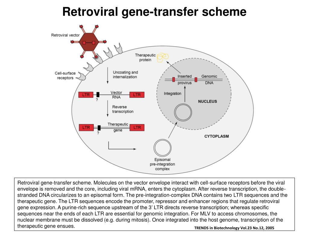 PPT - Stem Cells Gene Therapy Zoran Galic Ph.D . UCLA School of ...