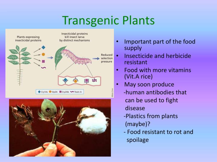 PPT - Genetic Engineering PowerPoint Presentation - ID:1605701