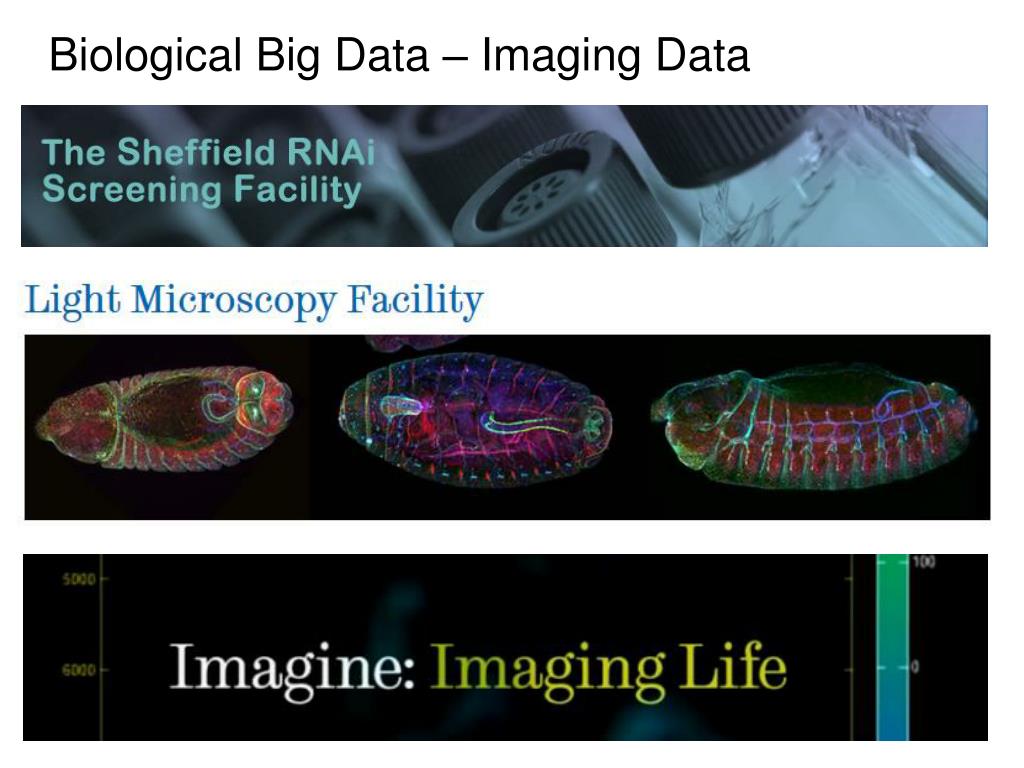 PPT - Big Data Challenges in Biology and the Sheffield Bioinformatics ...