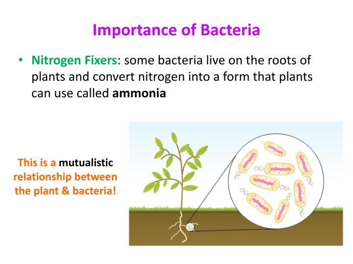 PPT - Roles of Bacteria PowerPoint Presentation - ID:1605947