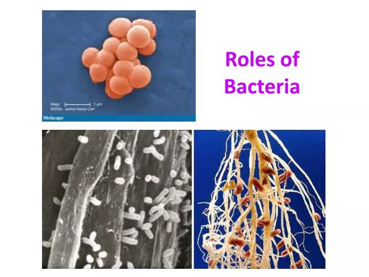 PPT - Roles of Bacteria PowerPoint Presentation, free download - ID:1605947