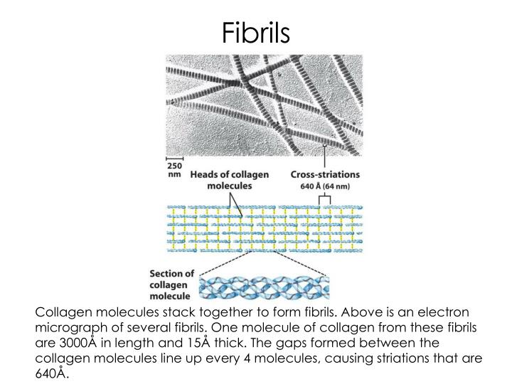 PPT - Collagen by Kati Feken PowerPoint Presentation - ID:1605975