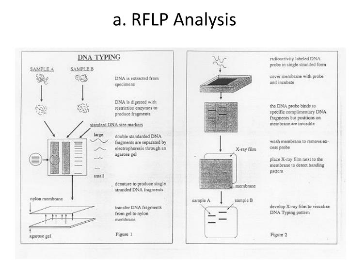 PPT - Forensic Sciences and DNA Fingerprinting PowerPoint Presentation ...