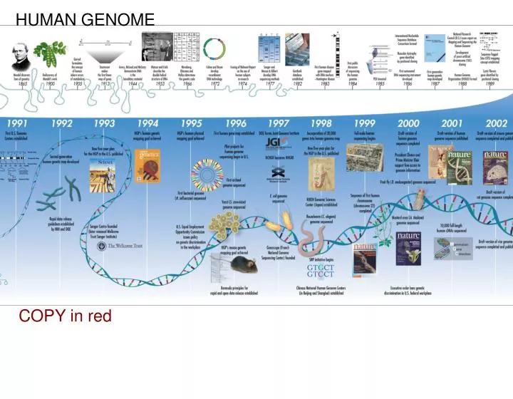 PPT - HUMAN GENOME PowerPoint Presentation, free download - ID:1606069
