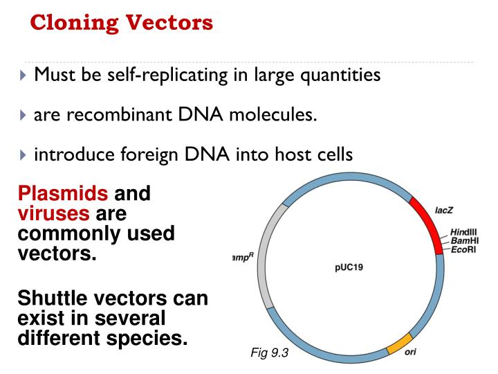 PPT - Chapter 9 PowerPoint Presentation - ID:1606087