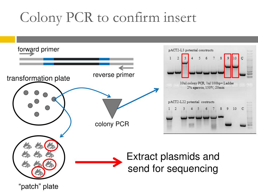 PPT - In Vivo assay for RNA-protein interactions PowerPoint ...
