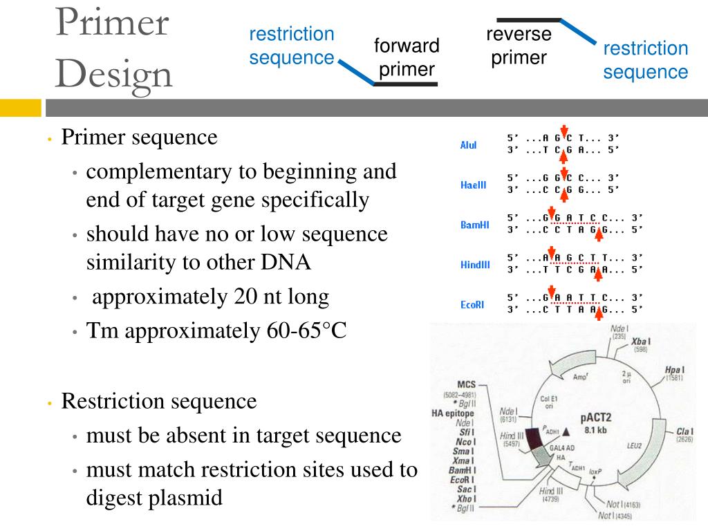 PPT - In Vivo assay for RNA-protein interactions PowerPoint ...
