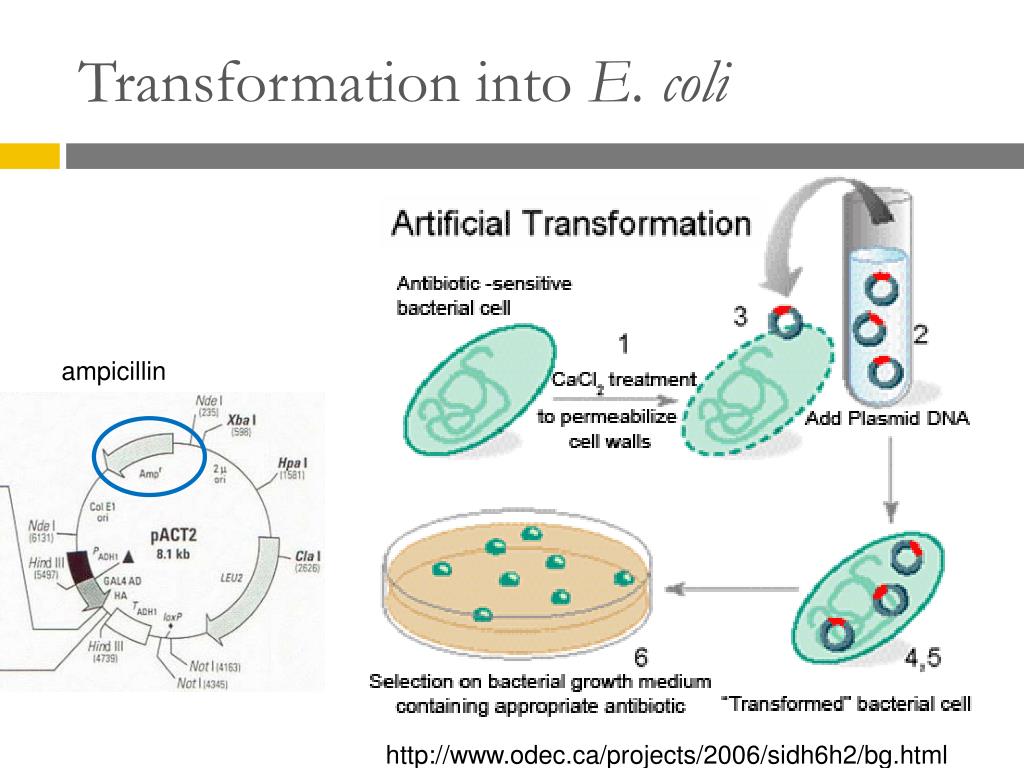 PPT - In Vivo assay for RNA-protein interactions PowerPoint ...