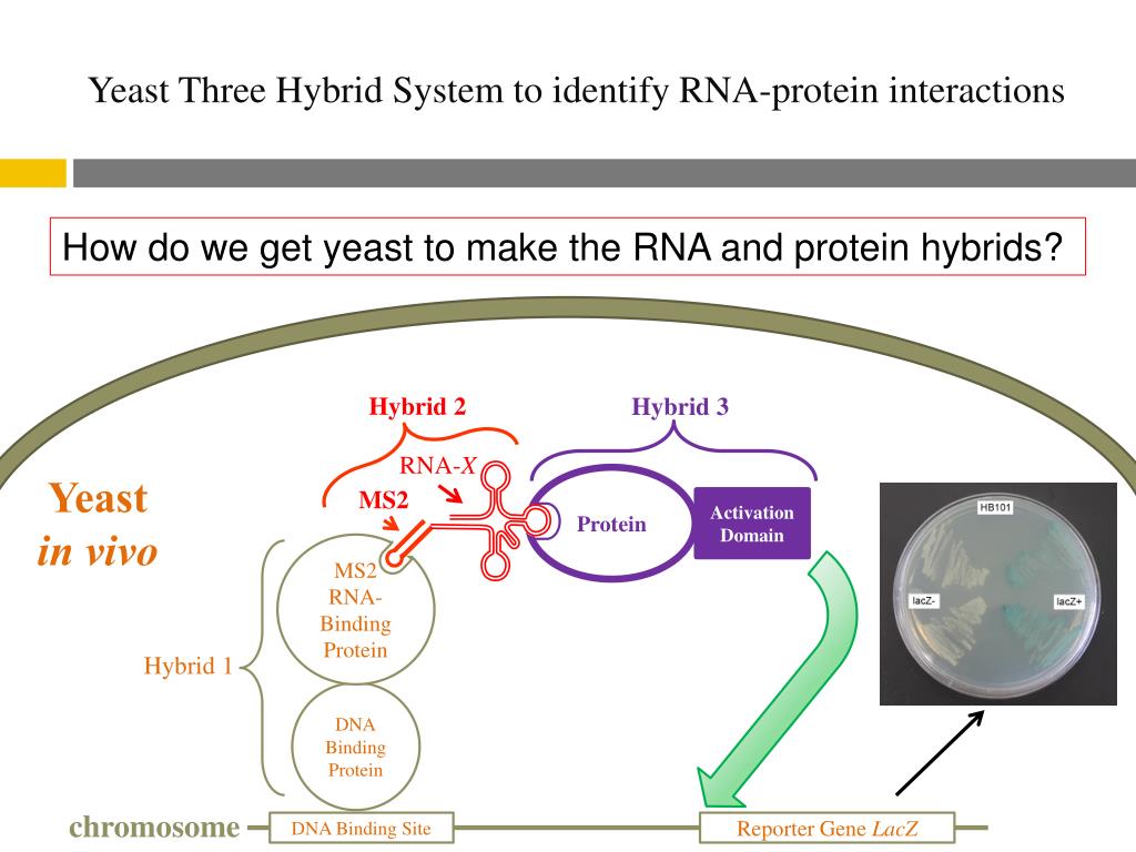 PPT - In Vivo assay for RNA-protein interactions PowerPoint ... PPT - In Vivo assay for RNA-protein interactions PowerPoint ...