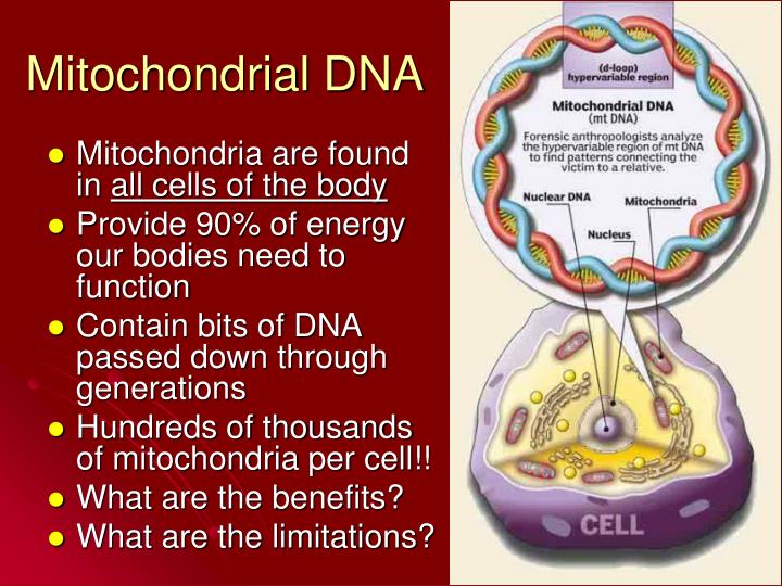PPT - DNA Analysis PowerPoint Presentation - ID:1606188