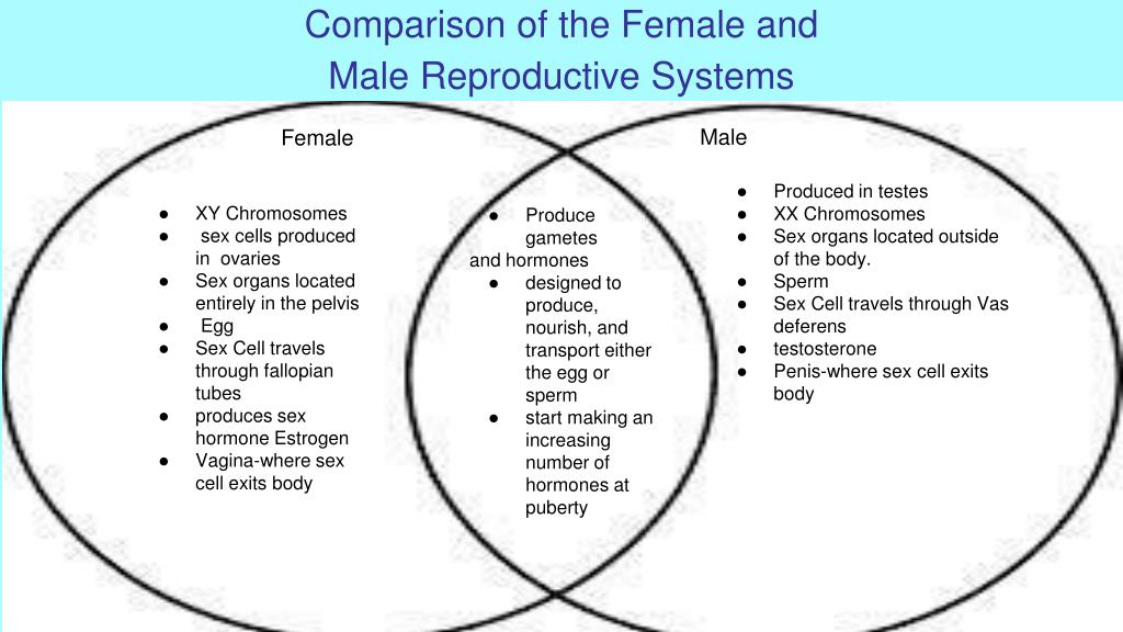 Ppt Reproductive S Ystem Powerpoint Presentation Free Download Id