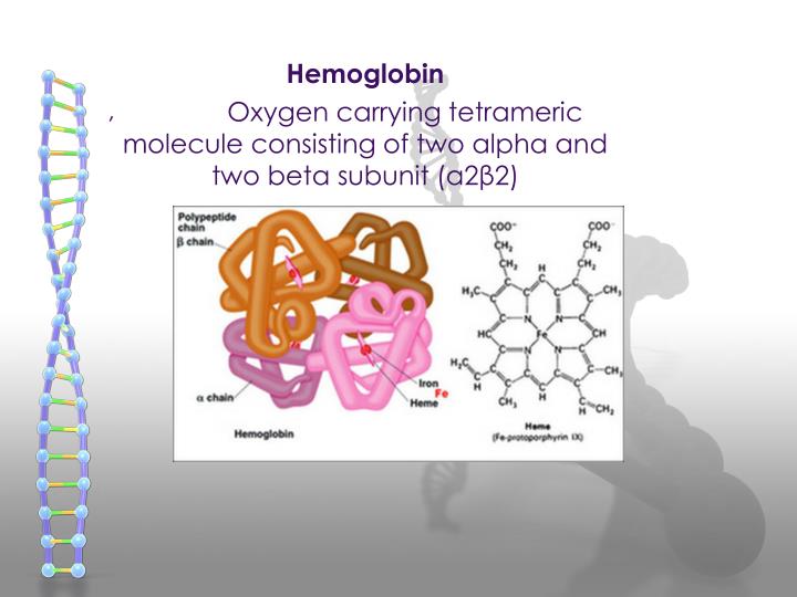 PPT - Presented to: Dr Lesley Johnson Human disease=Beta Thalassemia ...