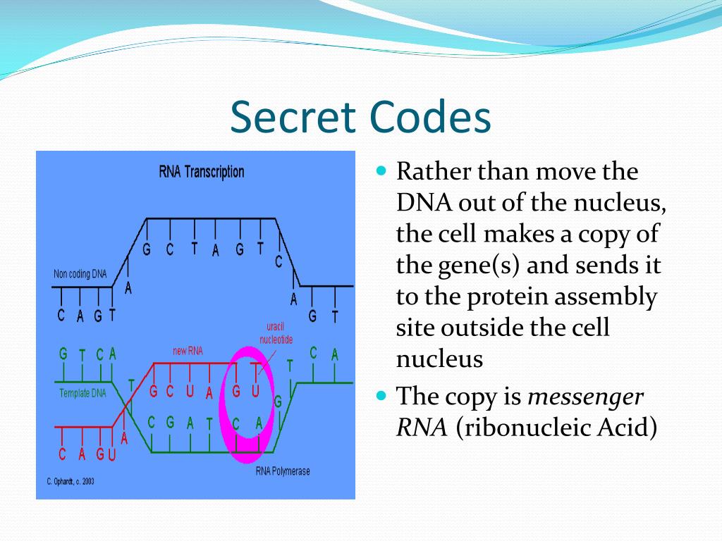 PPT - Biotechnology Bell Ringers September 27 th , 2010 PowerPoint ...