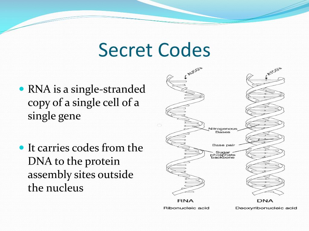 PPT - Biotechnology Bell Ringers September 27 th , 2010 PowerPoint ...