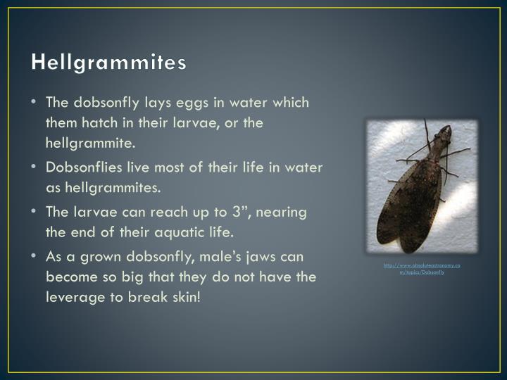 PPT - Turtles and Hellgrammites PowerPoint Presentation - ID:1606795