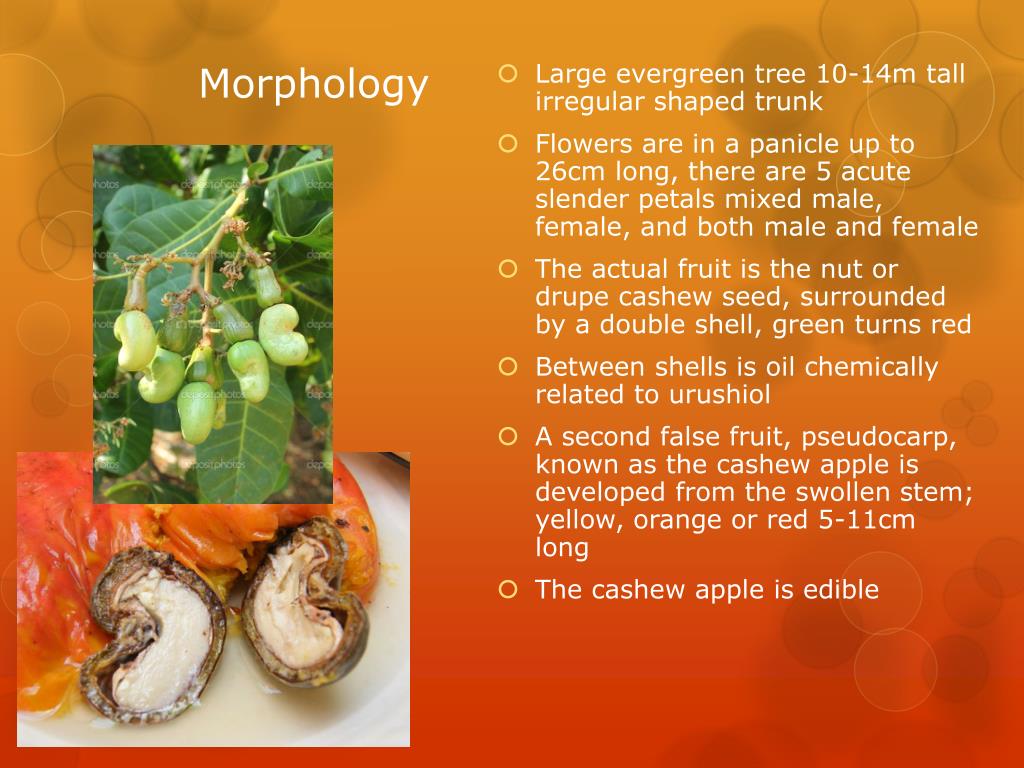 PPT - Cashew Ancardia Anacardiaceae occidentale PowerPoint Presentation ...