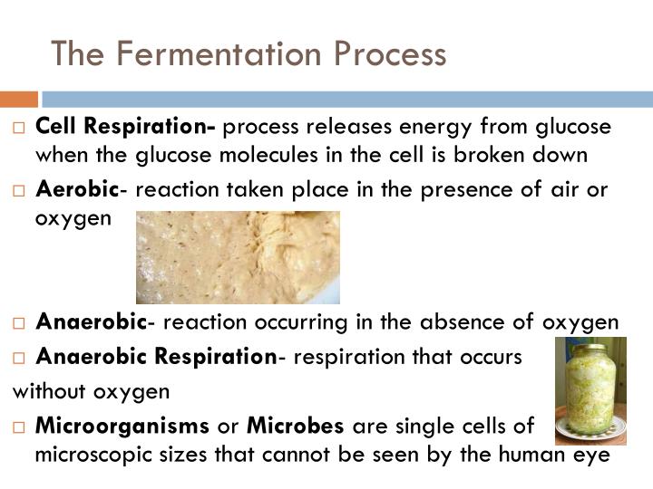 PPT - The Fermentation of Food PowerPoint Presentation - ID:1607308