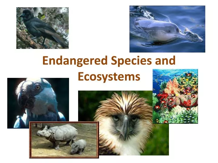 PPT - Endangered Species and Ecosystems PowerPoint Presentation, free ...